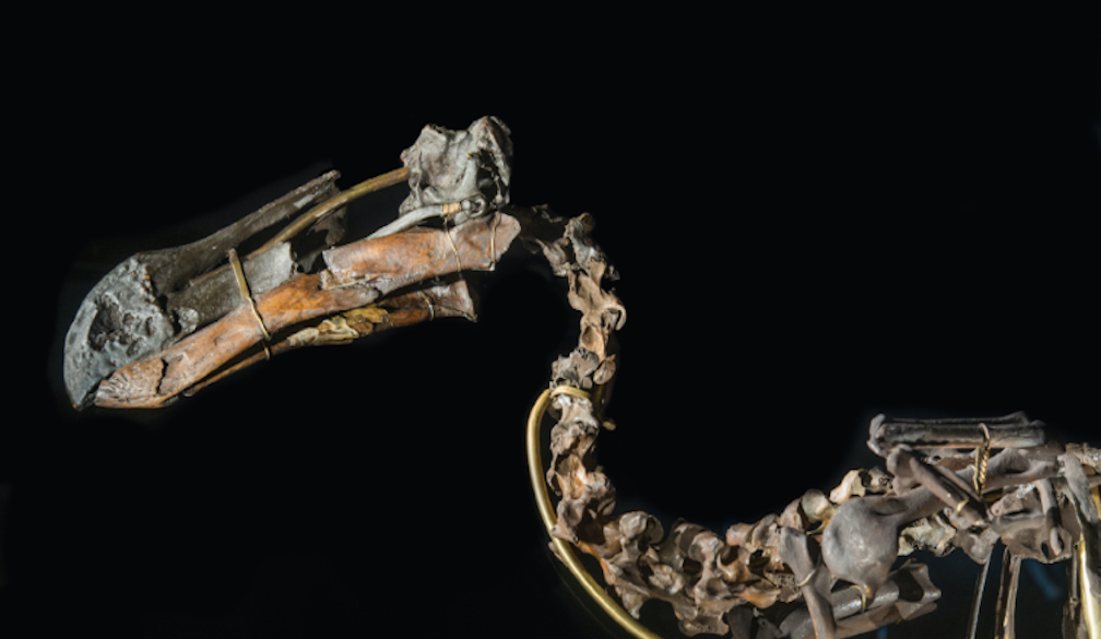 For the Birds: Colossal Biosciences Bringing the Dodo Back to Mauritius